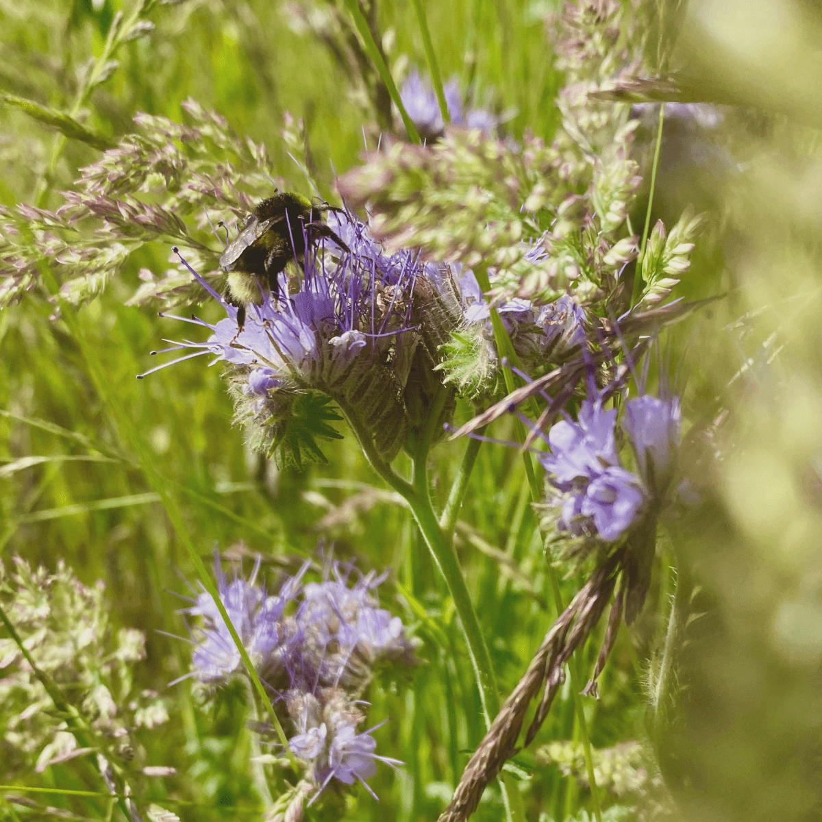 Kent Wildflower Seeds – Native, British Grown Wildflowers