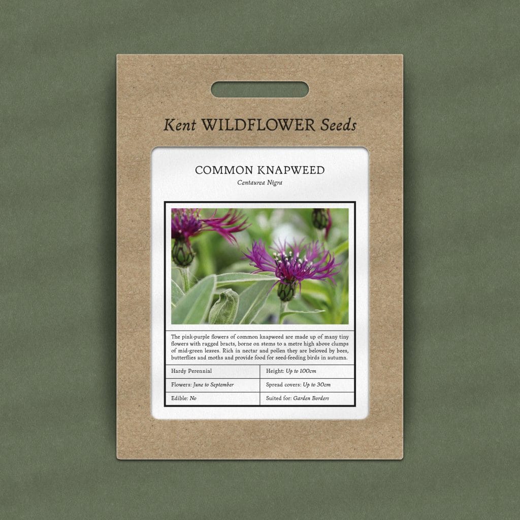 Common Knapweed Seeds - Centaurea nigra - Kent Wildflower Seeds