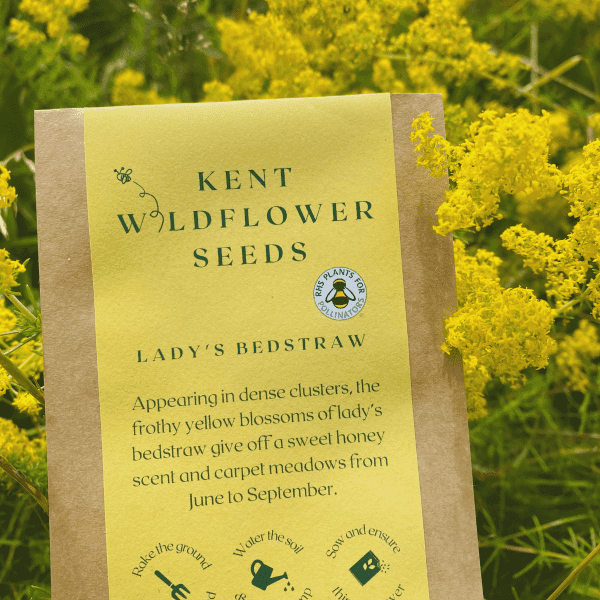 Galium Verum - Lady's Bedstraw Seeds - Kent Wildflower Seeds