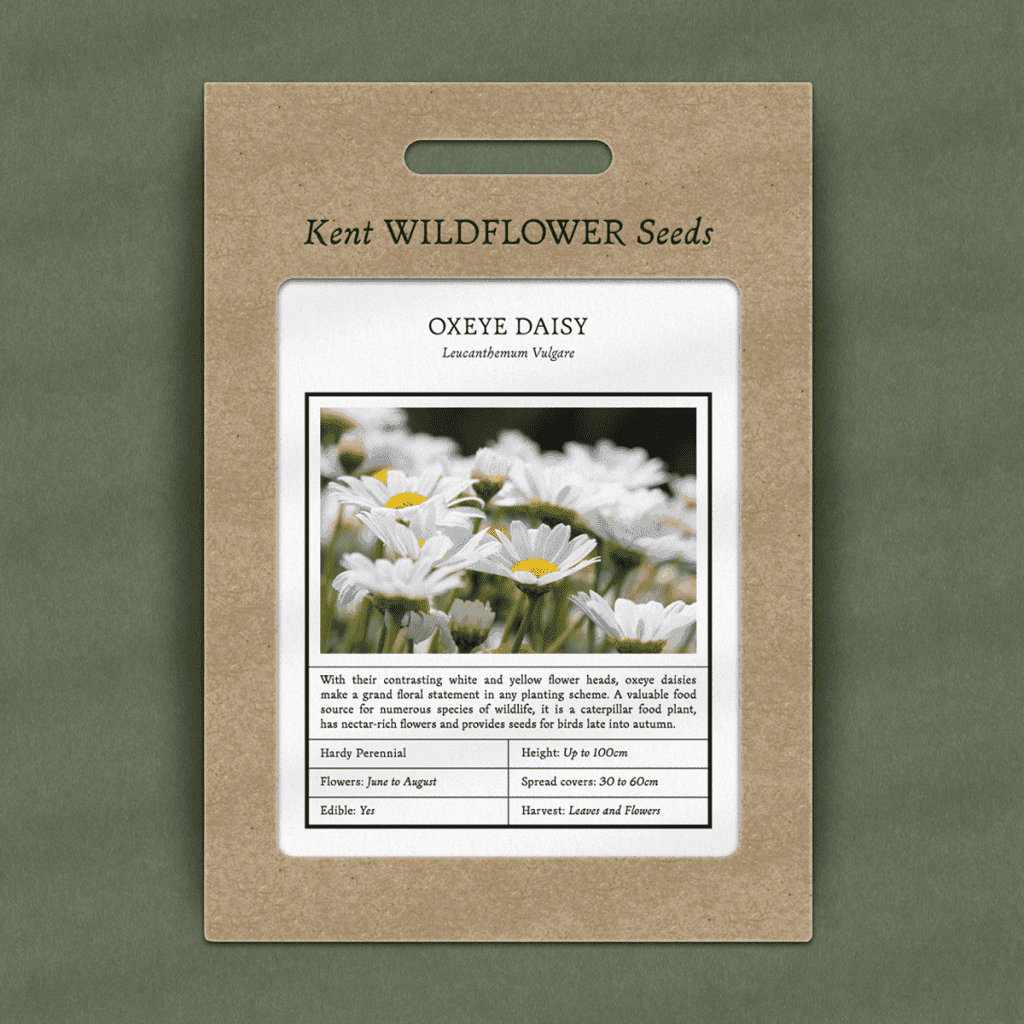 Oxeye Daisy Seeds - Leucanthemum Vulgare - Kent Wildflower Seeds