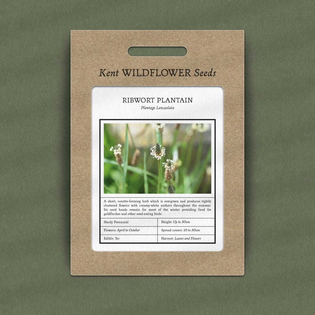 Ribwort Plantain Seeds - Plantago Lanceolata - Kent Wildflower Seeds