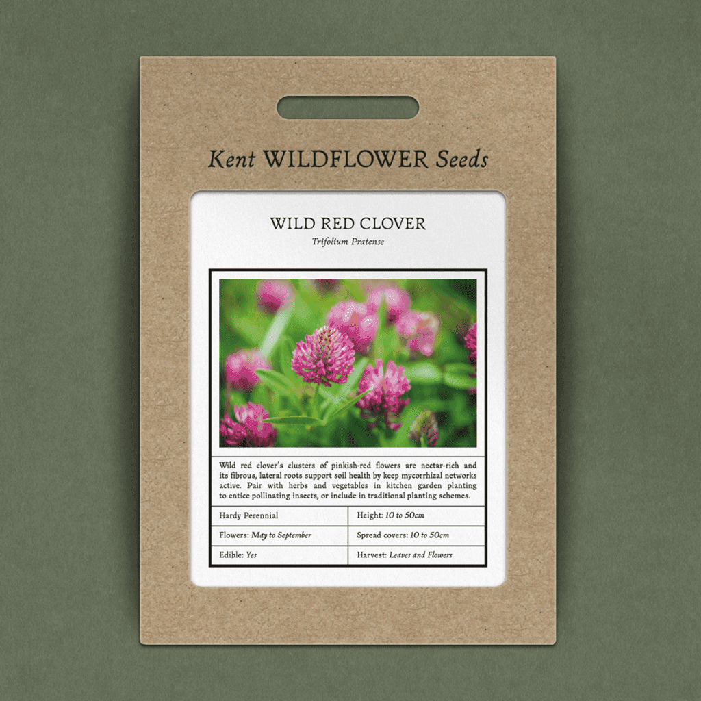 Wild Red Clover Seeds - Trifolium Pratense - Kent Wildflower Seeds