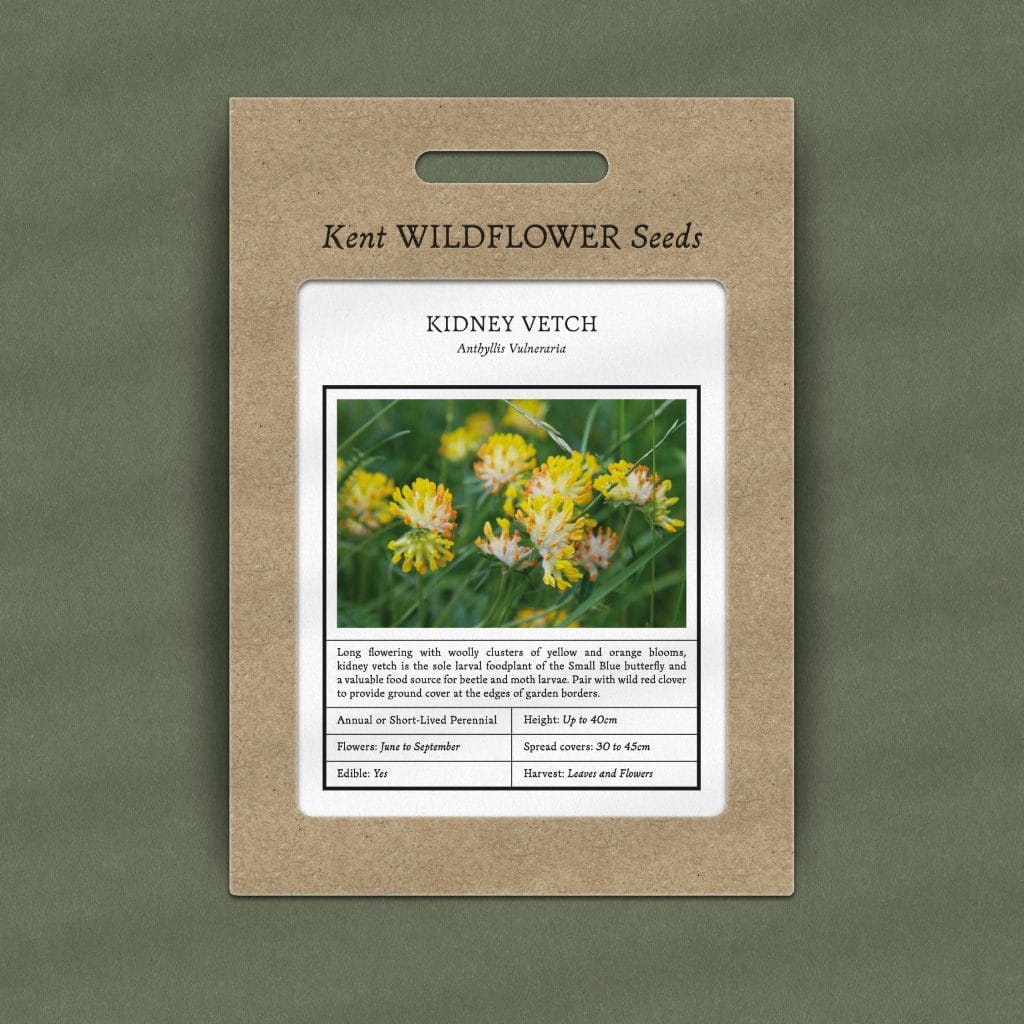 Kidney Vetch Seeds - Anthyllis Vulneraria - Kent Wildflower Seeds