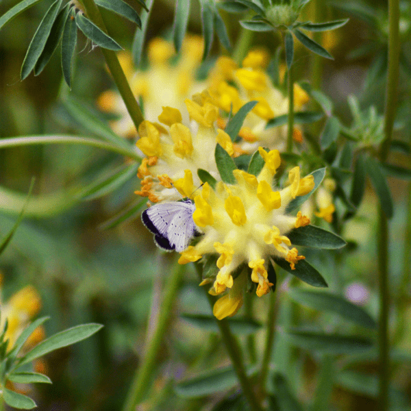 Kidney Vetch Seeds - Anthyllis vulneraria - Kent Wildflower Seeds