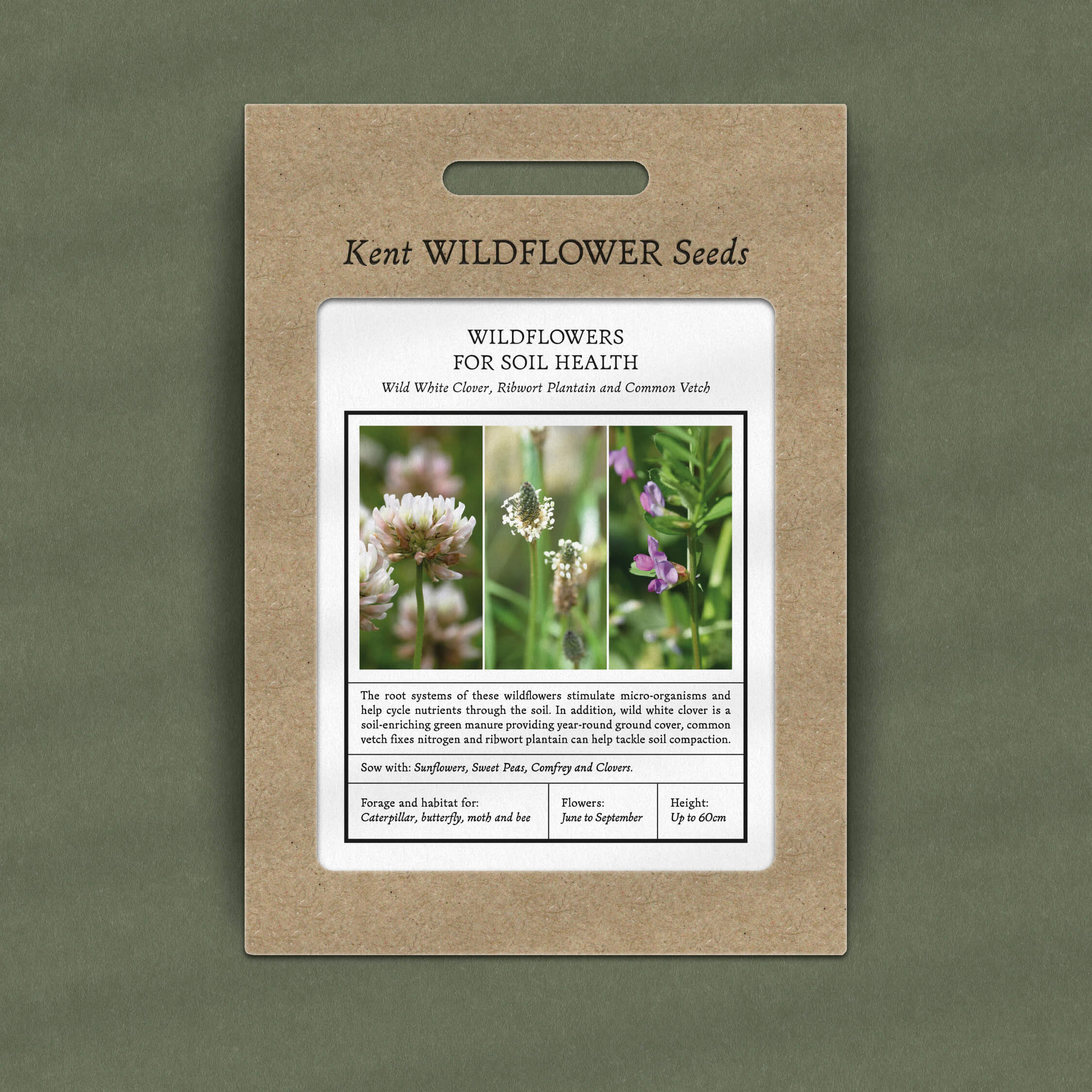What Wildflowers to Sow in February: A Guide to a Blooming Garden ...